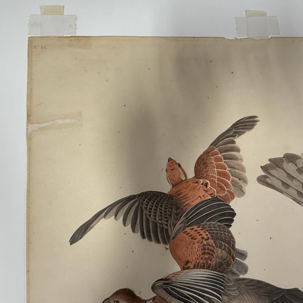 LOT 024 EXTREMELY RARE AND IMPORTANT HAVELL EDITION “VIRGINIA PARTRIDGE ...